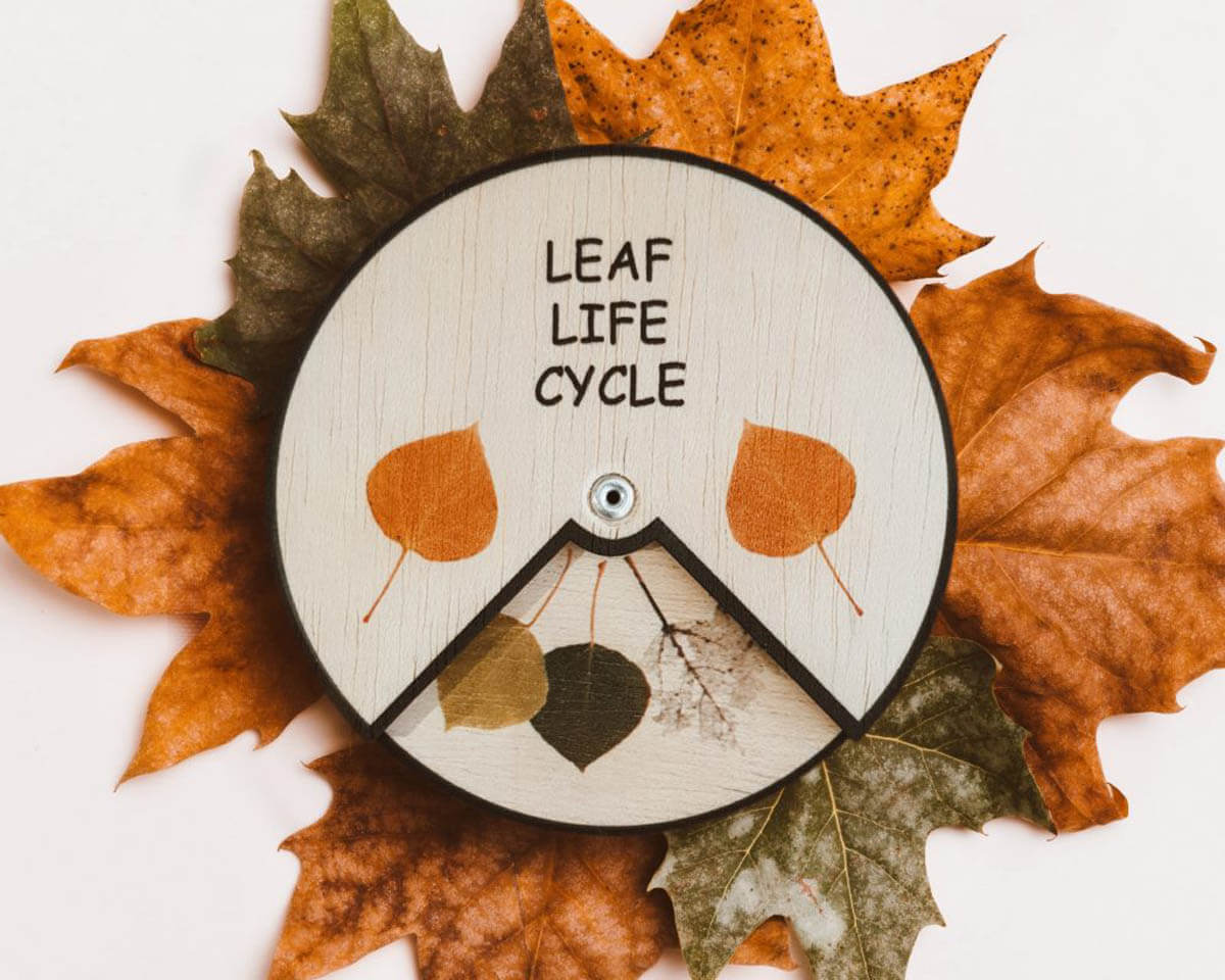 Leaf Life Cycle – Rosa La Belle, LLC.