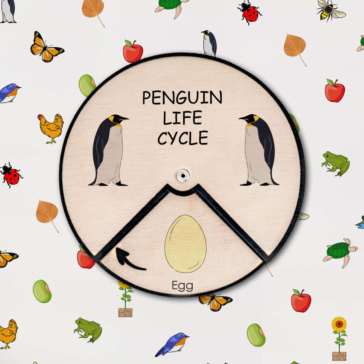 Life Cycle Of A Penguin